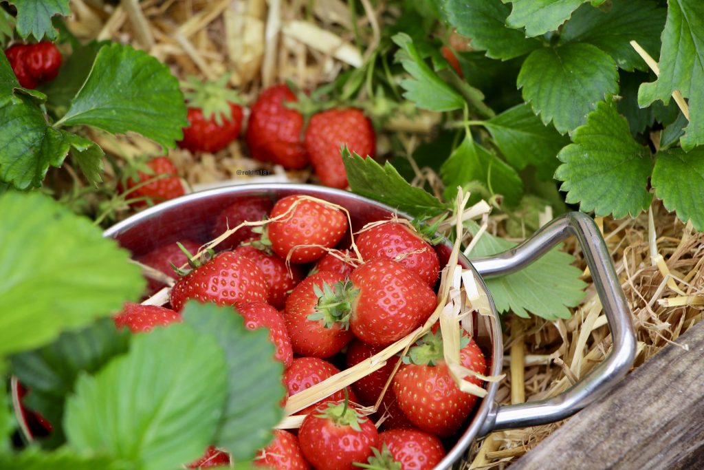 Strawberry Season Begins – REKHA'S GARDEN AND KITCHEN