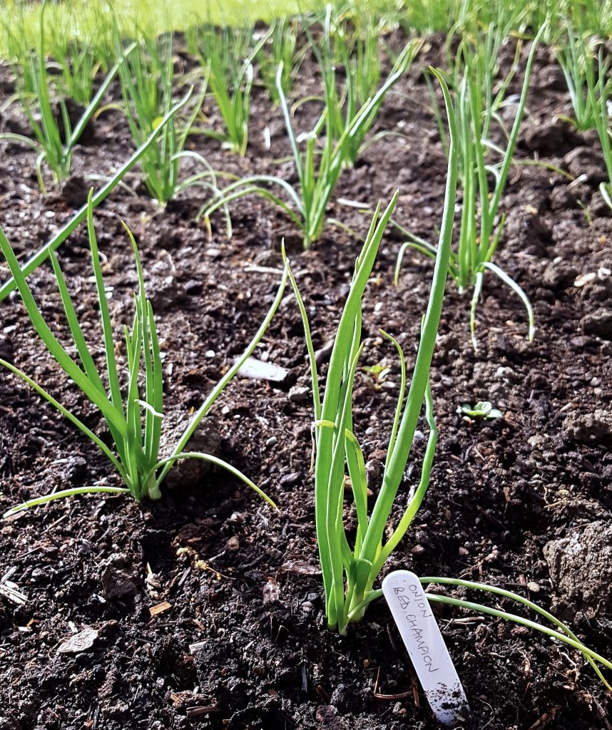 The Edible Allium – REKHA'S GARDEN AND KITCHEN