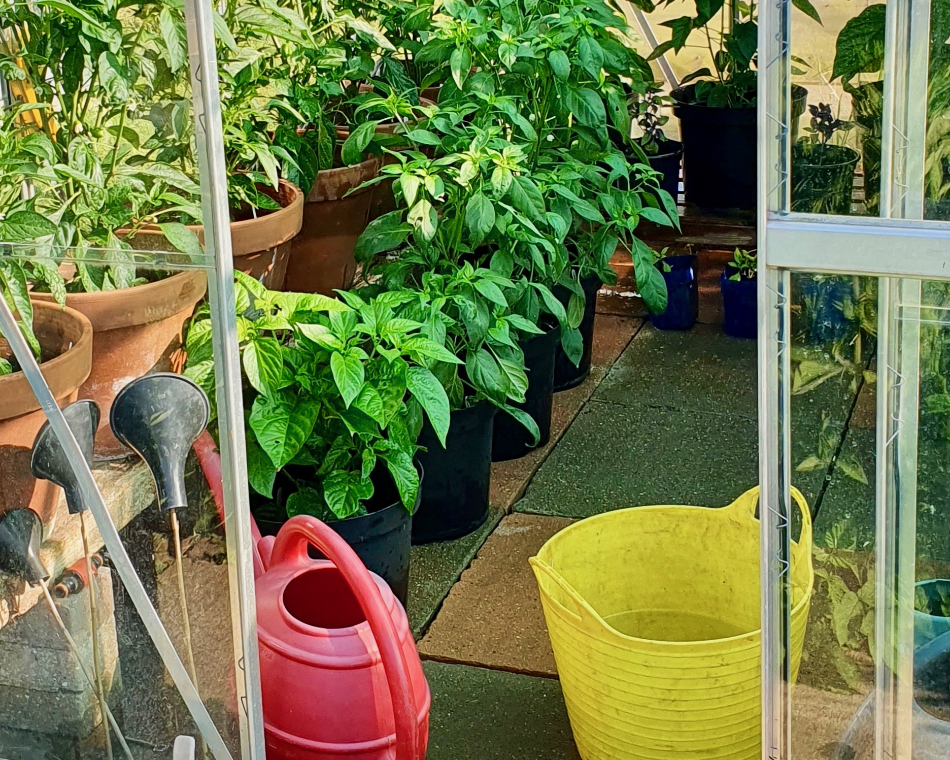 Grow Your Own: Chilli Success – REKHA'S GARDEN AND KITCHEN