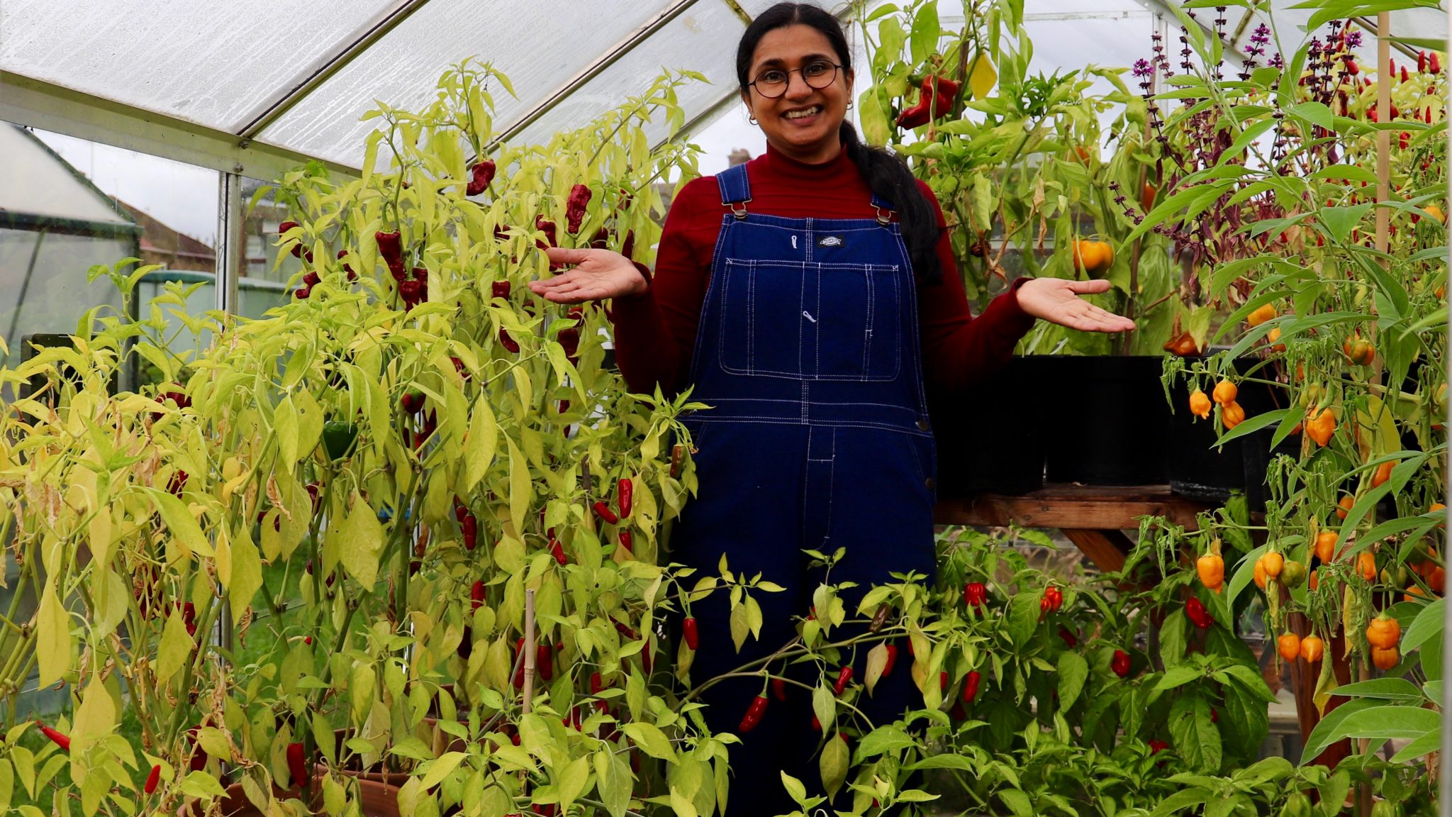 Grow Your Own: Chilli Success – REKHA'S GARDEN AND KITCHEN