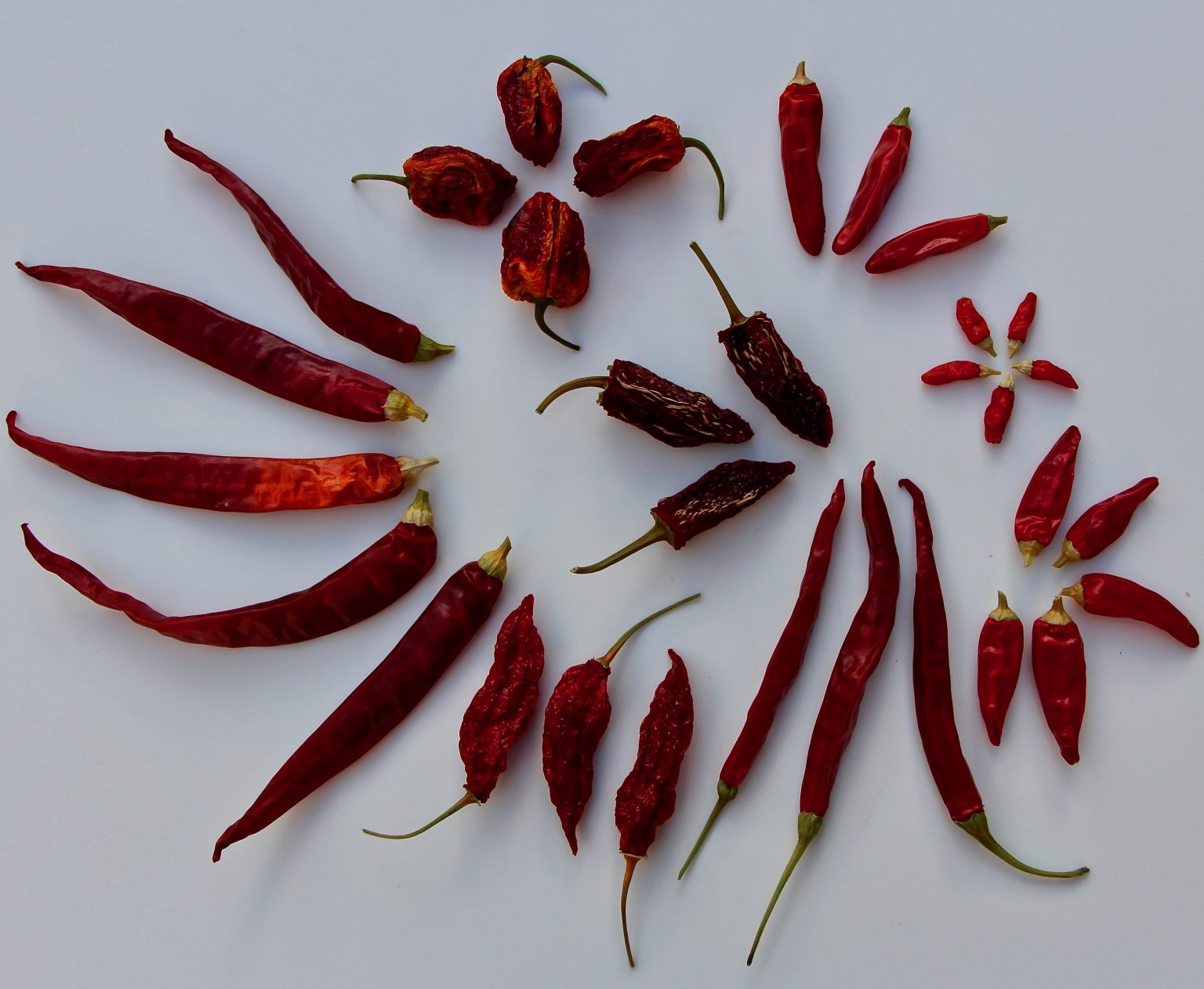 Grow Your Own: Chilli Success – REKHA'S GARDEN AND KITCHEN